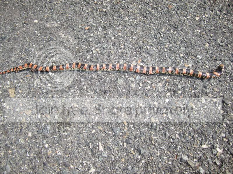 The Good, the Bad, and the Ugly! - Field Herp Forum