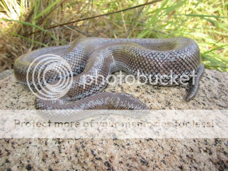 The Good, the Bad, and the Ugly! - Field Herp Forum