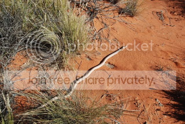 Field herping in South Australia - Field Herp Forum