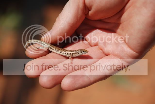 Field herping in South Australia - Field Herp Forum