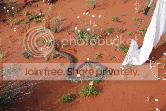 Field herping in South Australia - Field Herp Forum