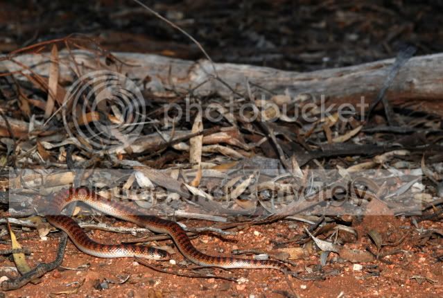 Field herping in South Australia - Field Herp Forum