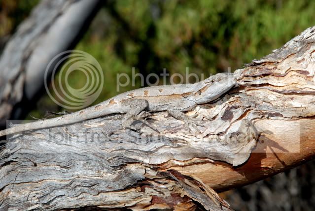 Field herping in South Australia - Field Herp Forum