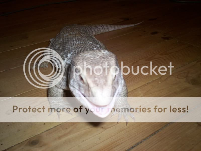 Idi my savannah (bosc) monitor | Reptile Forums