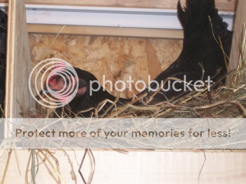 bleeding comb? | BackYard Chickens - Learn How to Raise Chickens