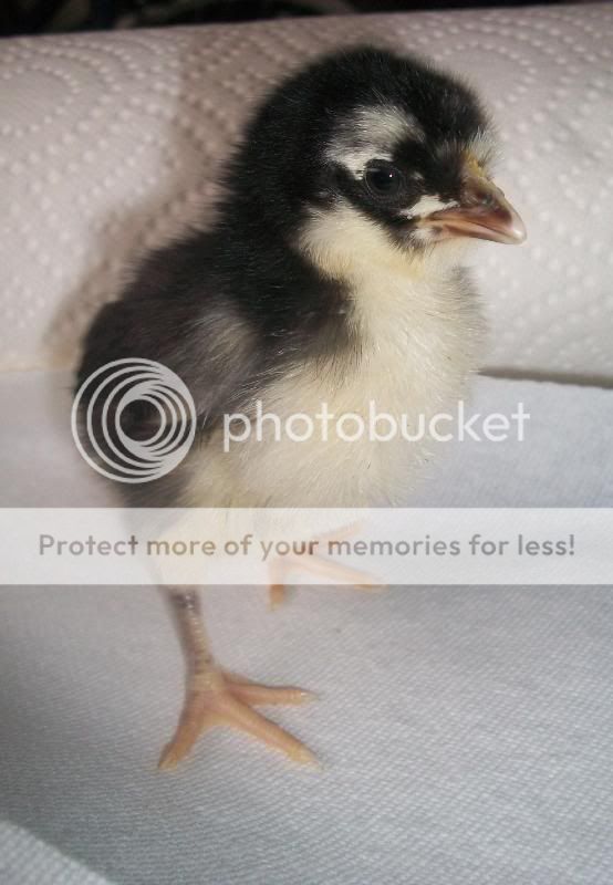 What is this feather mohawk?? | BackYard Chickens - Learn How to Raise ...