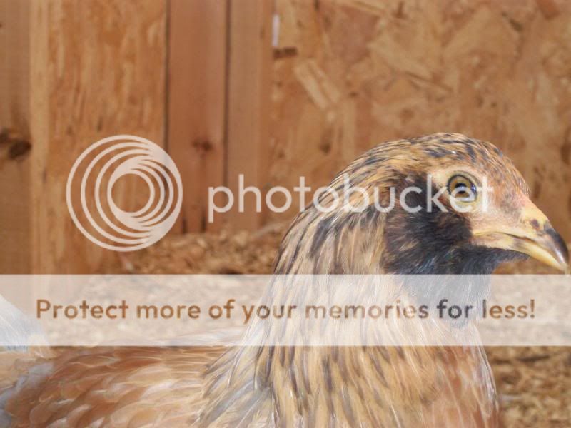 Post a picture of your best chicken beard! | Page 3 | BackYard Chickens ...