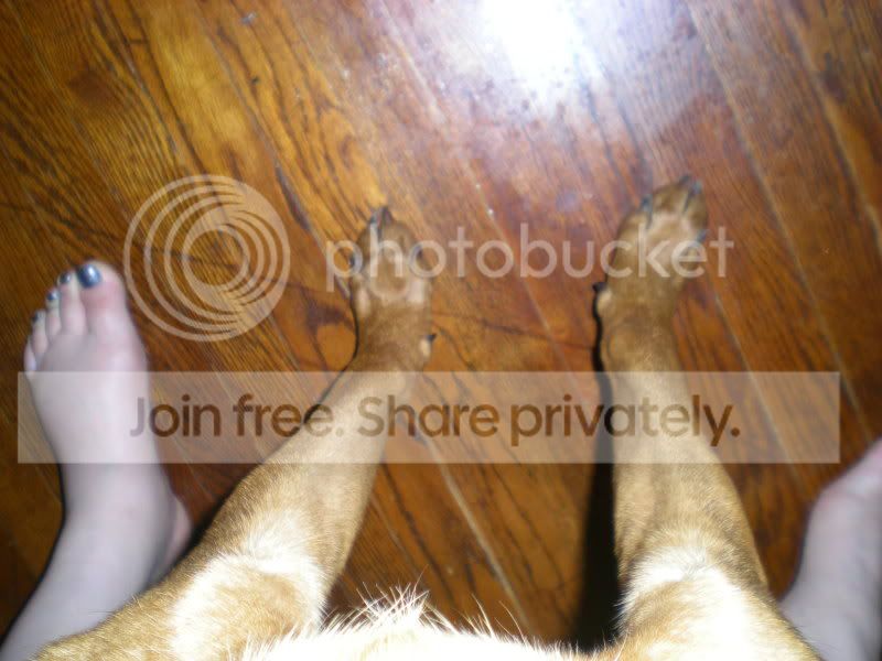 Front feet | Doberman Forum : Doberman Breed Dog Forums