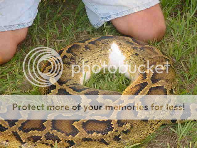 Python molurus: Pied Burmese | Fauna Exótica