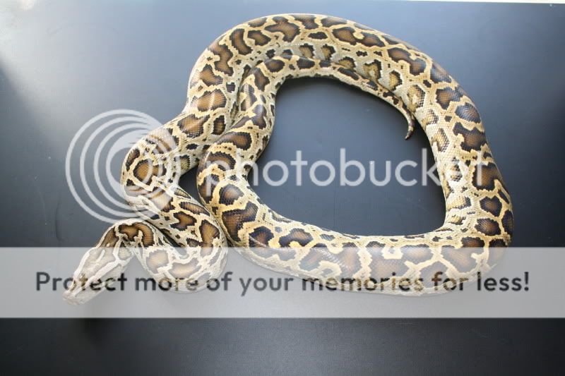 Dwarf Burmese python, Female 2008. | Reptile Forums