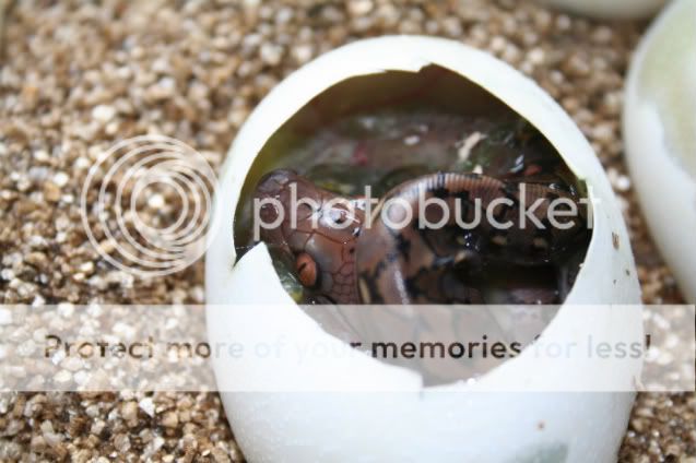 Dwarf Retic, Madu Island in egg photo | Reptile Forums