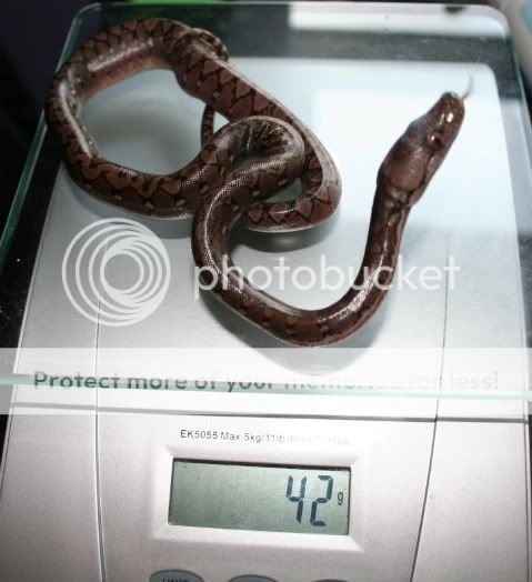 Female Dwarf Madu retics uk bred 2011 | Reptile Forums
