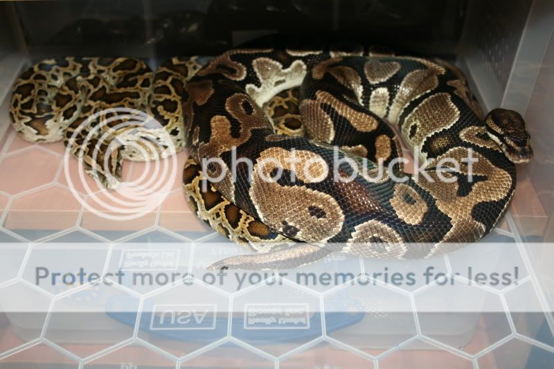 Dwarf Burm locked with Female Royal Python | Page 18 | Reptile Forums