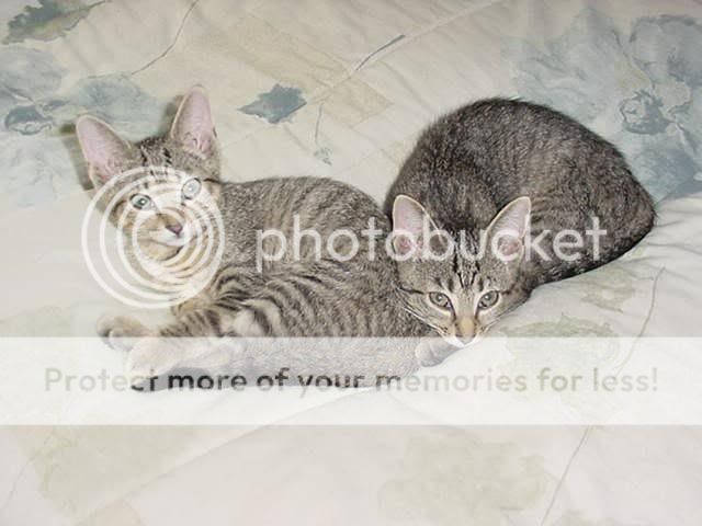 Further Evidence that Cats are Evil - 24hourcampfire