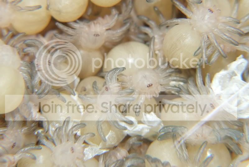 Species - Ceratogyrus meridionalis (a.k.a. Pterinochilus meridionalis ...