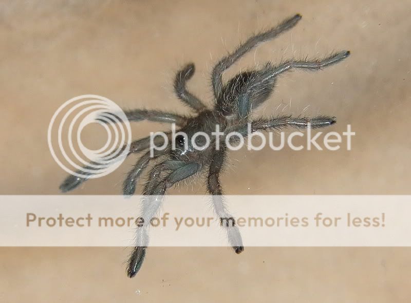 Species - Ceratogyrus meridionalis (a.k.a. Pterinochilus meridionalis ...