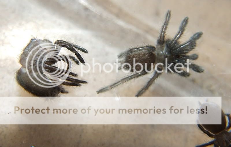 Species - Ceratogyrus meridionalis (a.k.a. Pterinochilus meridionalis ...