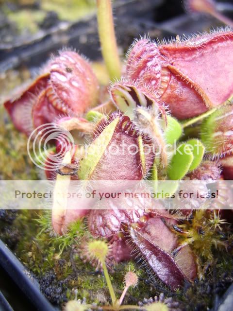 My small Cephalotus - FlyTrapCare Forums